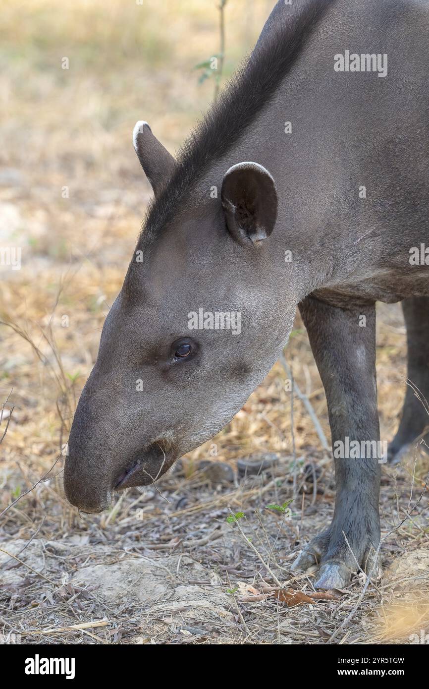 Lowland tapir (Tapirus terrestris), animal portrait, Pantanal, inland ...