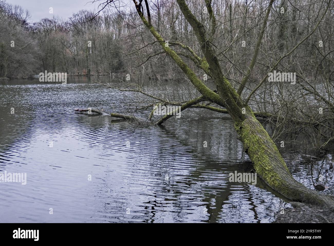 A tree leaning over a calm lake, with reflections on the water surface ...
