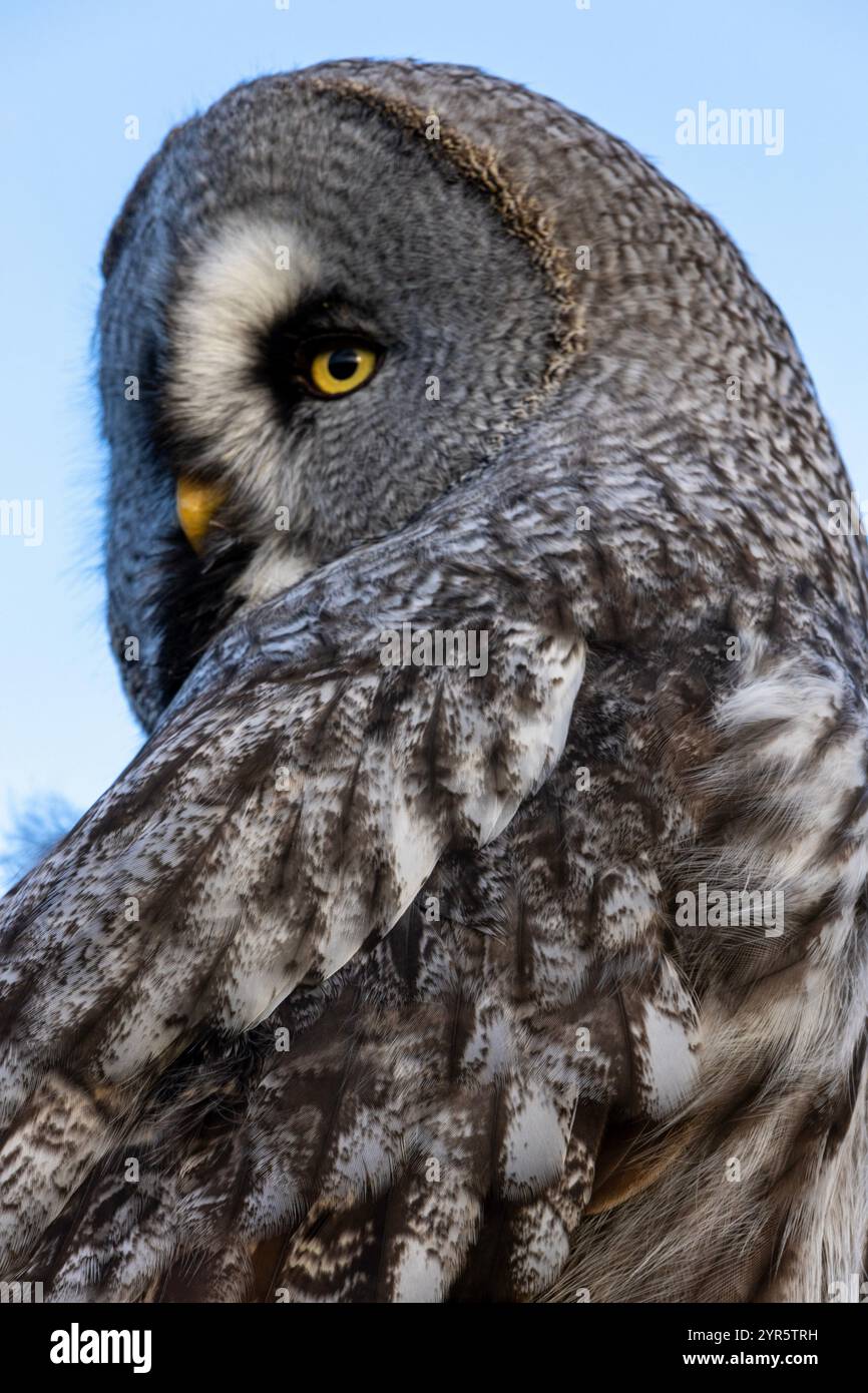 Owl looking over shoulder hi-res stock photography and images - Alamy