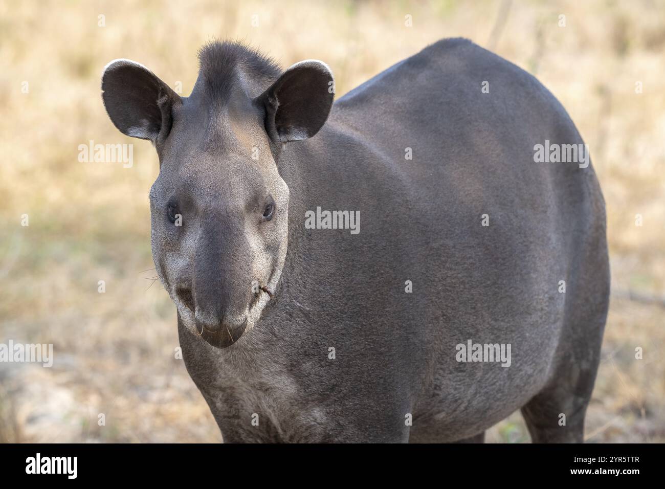 Lowland tapir (Tapirus terrestris), eye contact, animal portrait ...