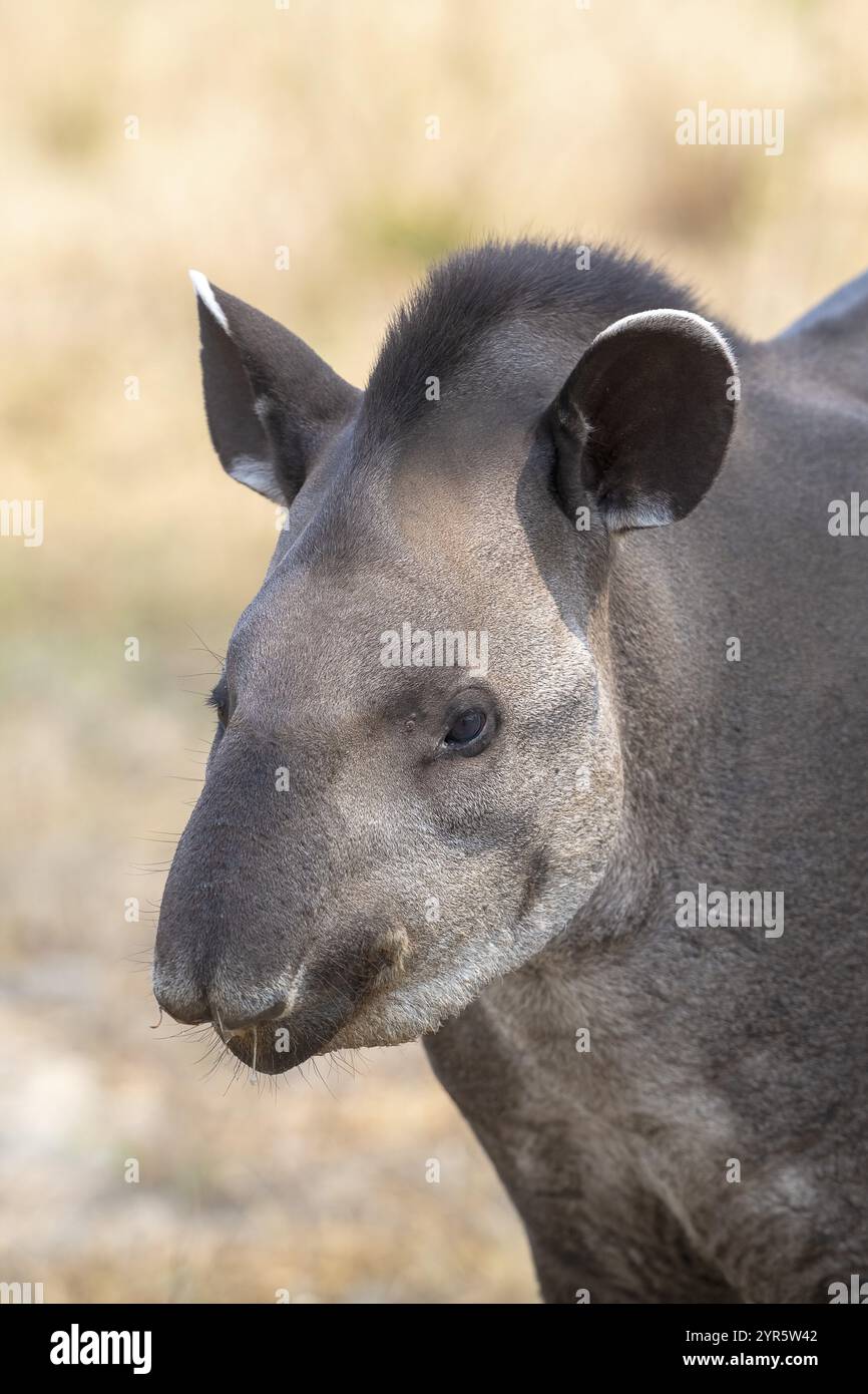 Lowland tapir (Tapirus terrestris), animal portrait, Pantanal, inland ...