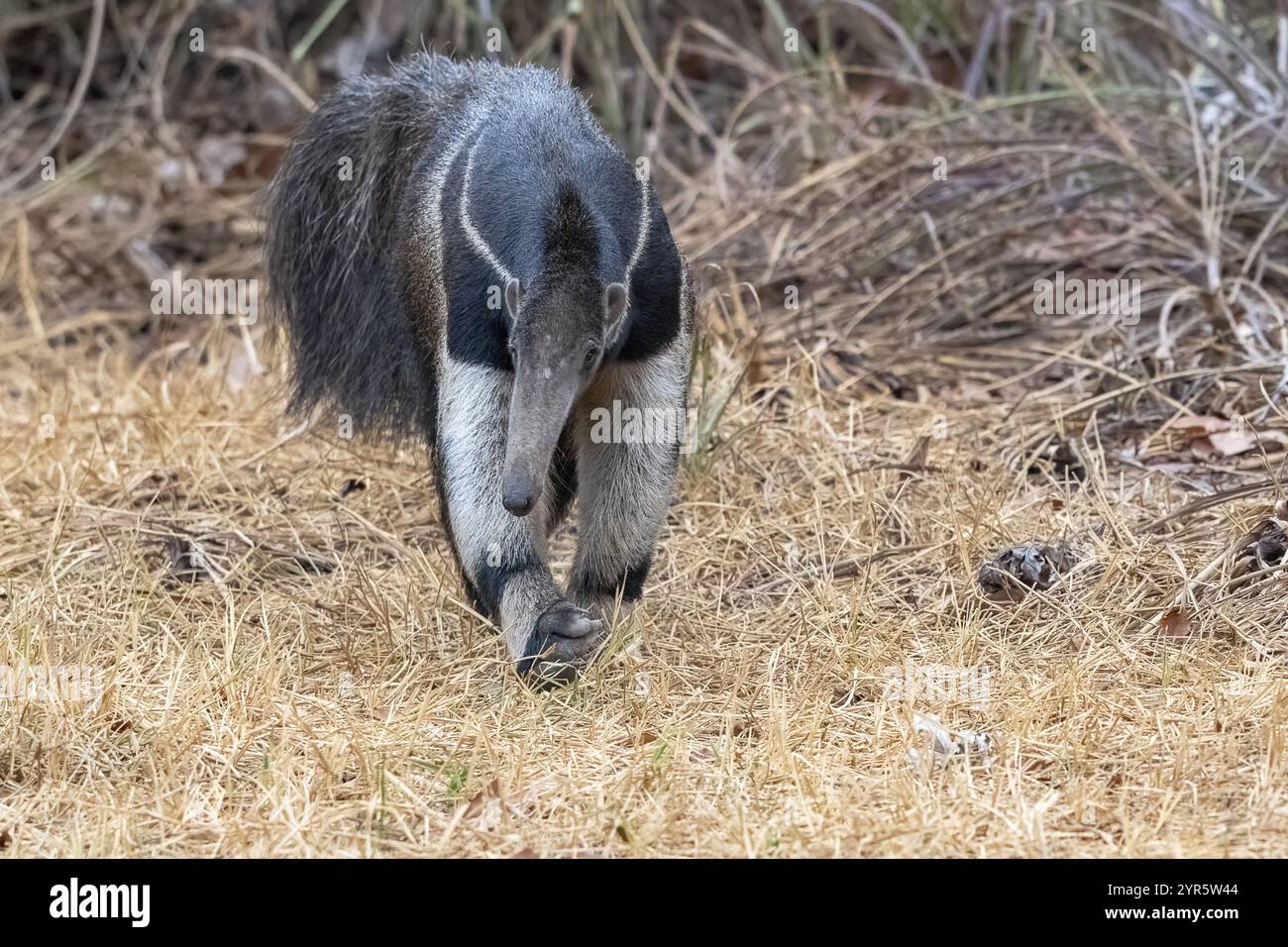 Giant anteater (Myrmecophaga tridactyla), at dusk, in front of sunrise ...
