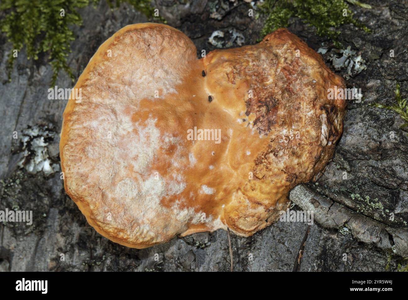 Vermilion tramete plate-shaped orange fruiting body on tree trunk Stock ...
