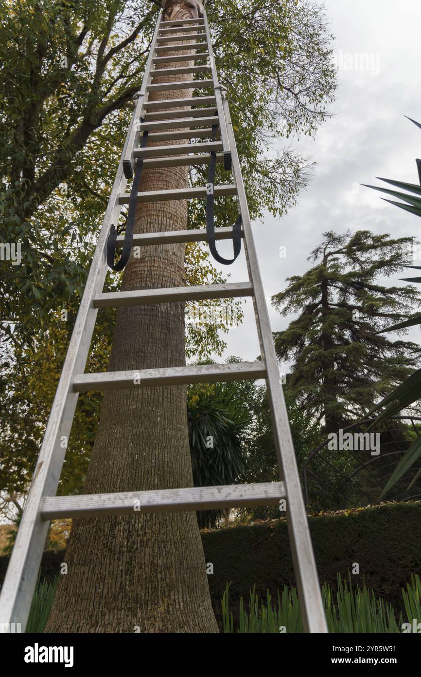 Metal ladder supported by a palm tree, autumn tree pruning Stock Photo ...