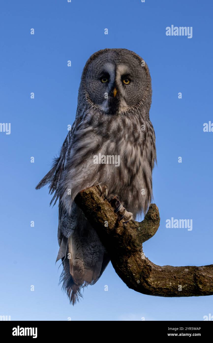 Blue english owl hi-res stock photography and images - Alamy