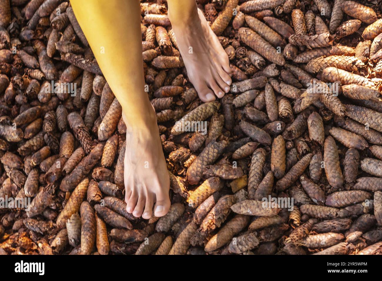 Barefoot treading pine cones in a sensory park to enjoy nature and the ...
