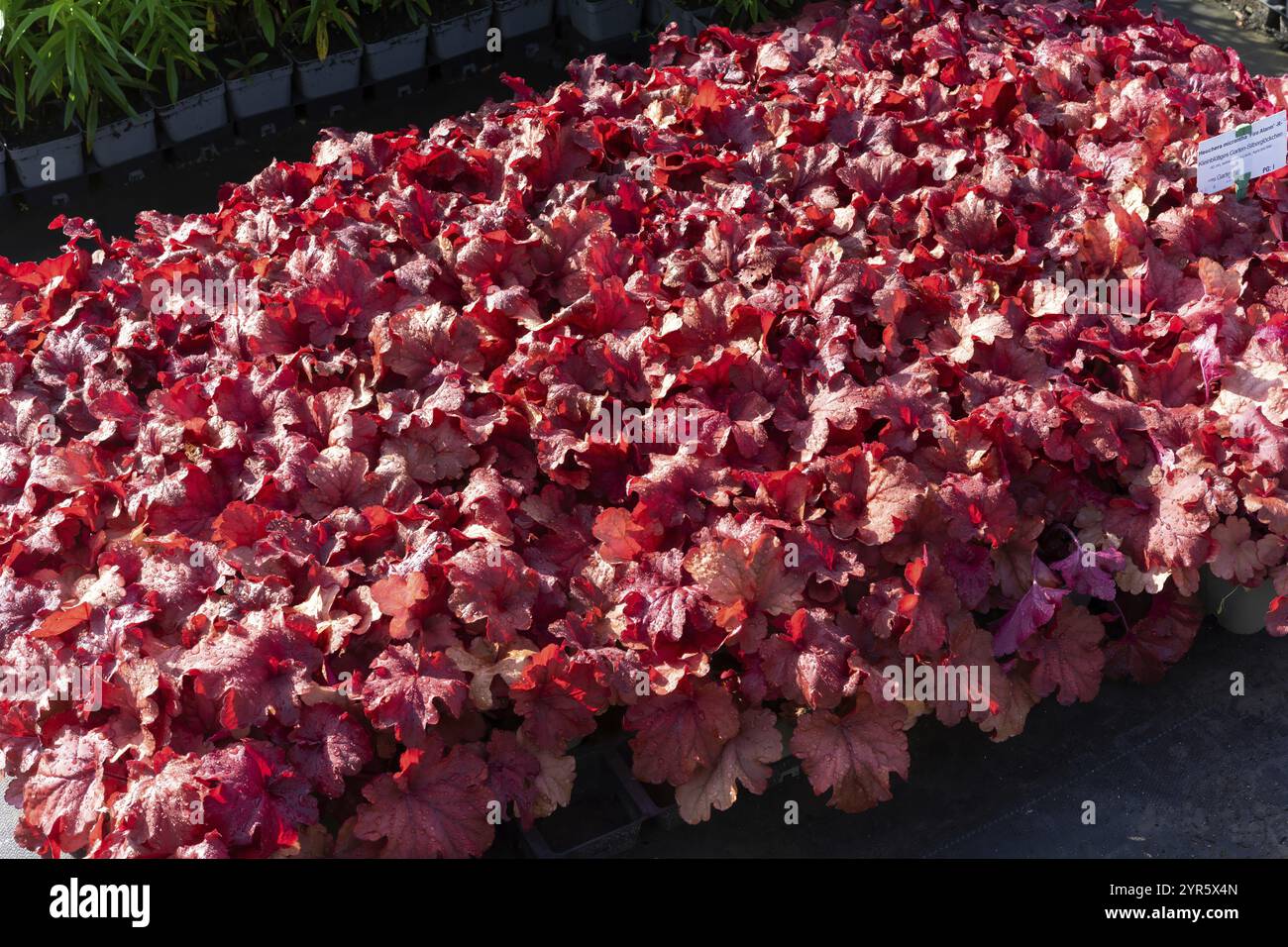 Big field of heuchera micrantha Stock Photo - Alamy