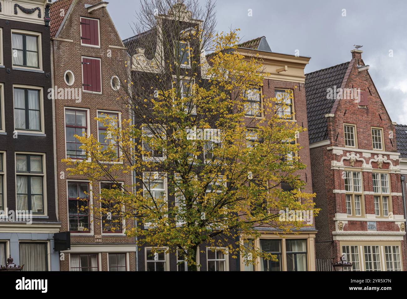 Autumn tree in front of historic house facades with muted colours ...