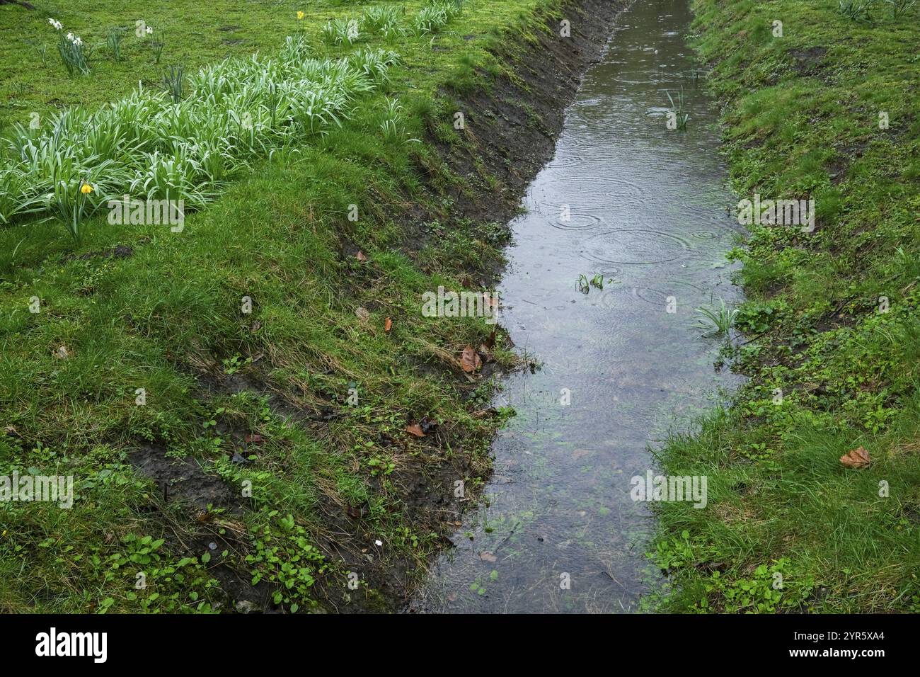 Raining in woods hi-res stock photography and images - Alamy