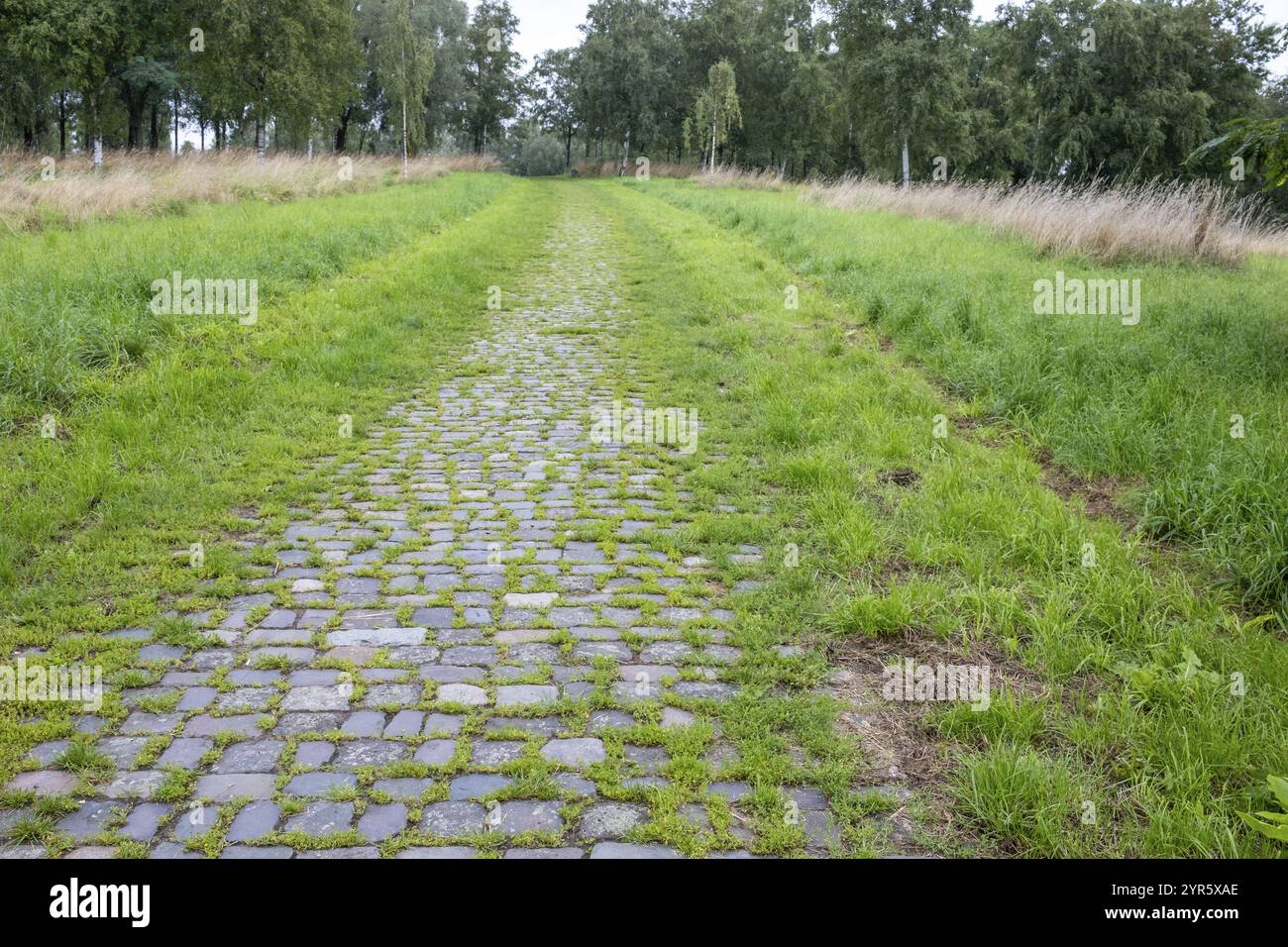 Beautiful path in nature hi-res stock photography and images - Alamy