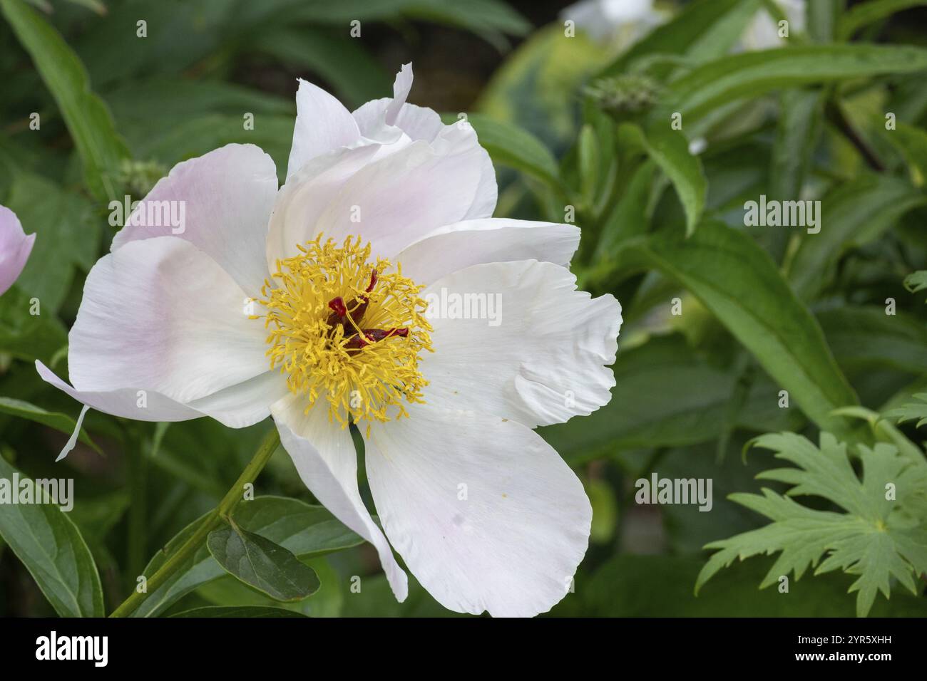 White rose flowers in garden Stock Photo - Alamy