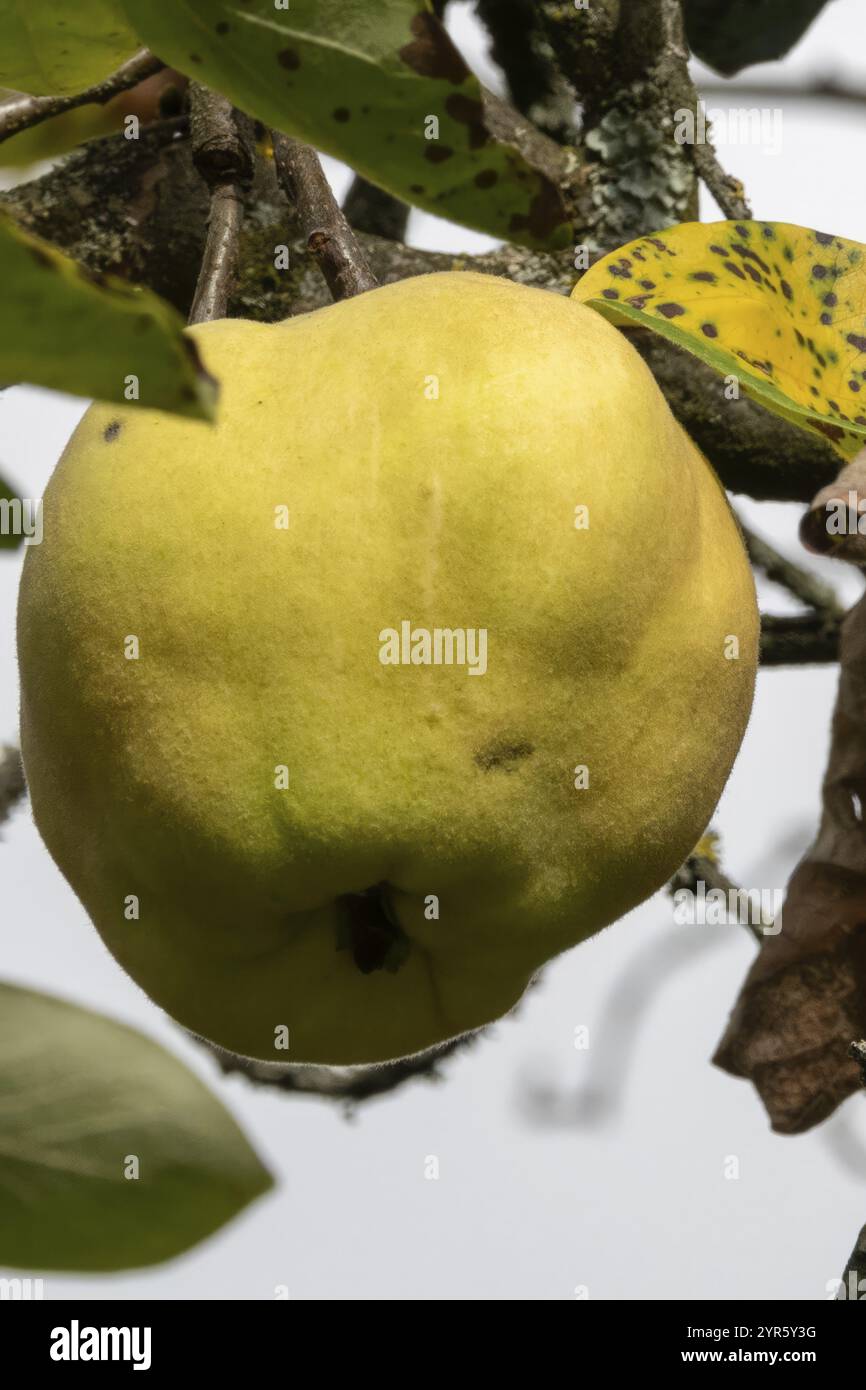 Quince tree cydonia vulgaris hi-res stock photography and images - Alamy