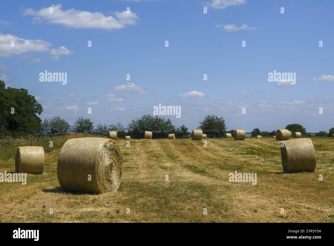 Golden field scenery hi-res stock photography and images - Alamy