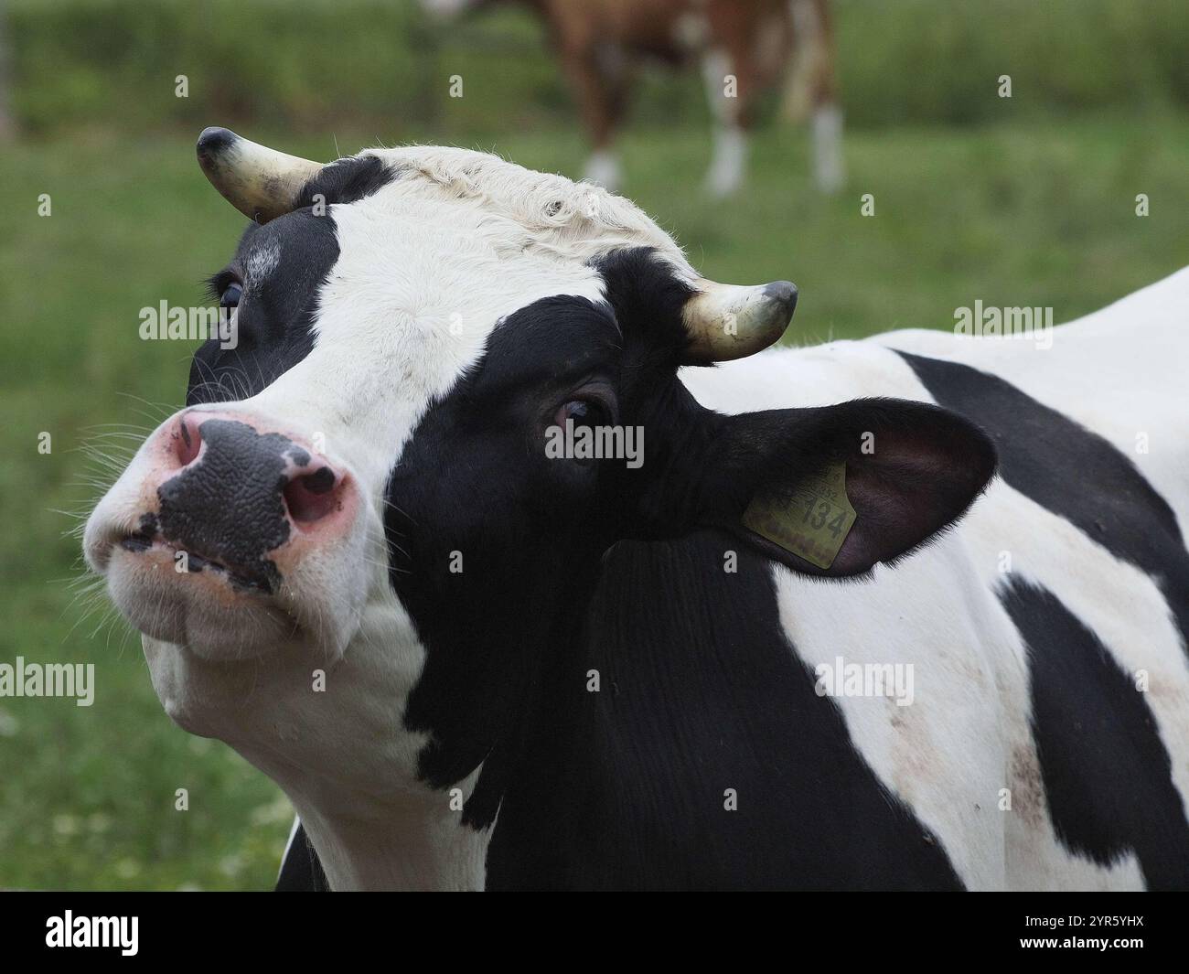 A black and white cow looks curiously at a pasture, Borken, westphalia ...