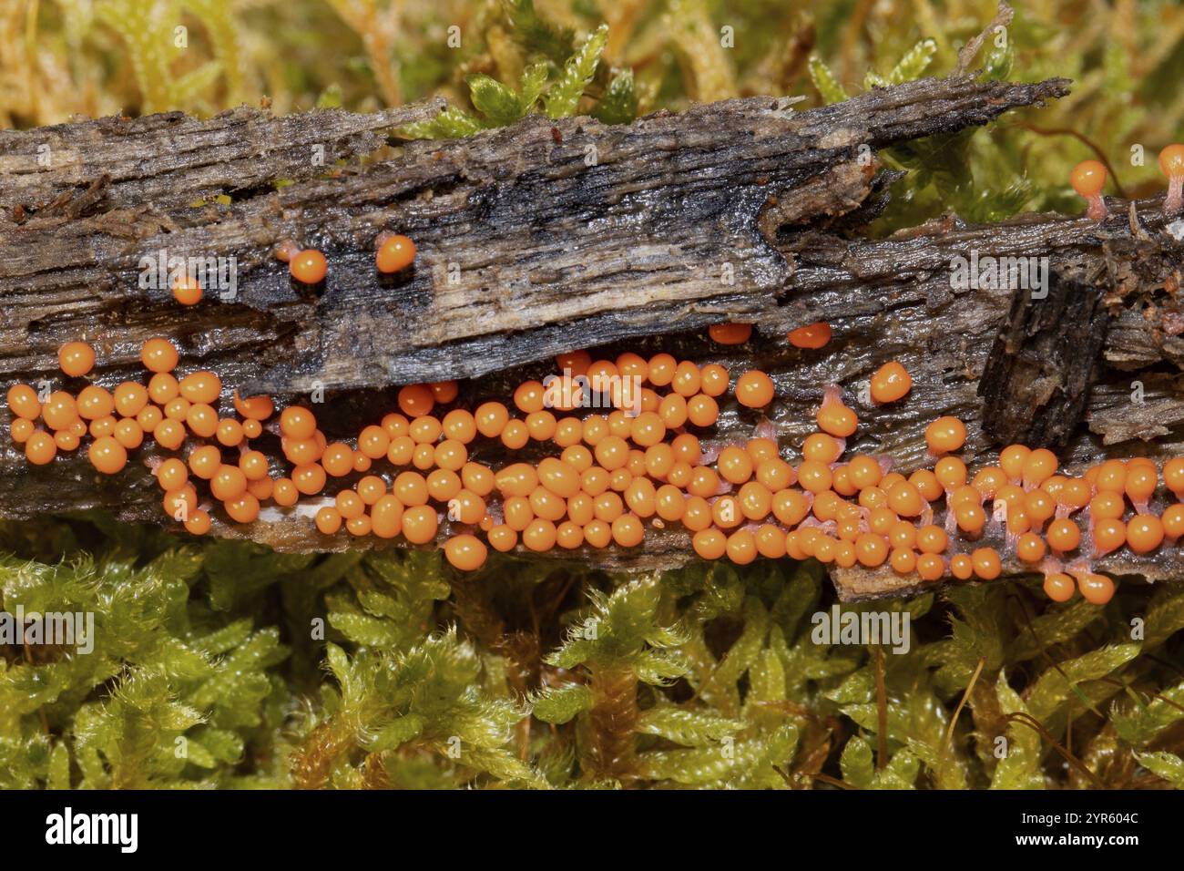 Mossy fruit tree hi-res stock photography and images - Alamy