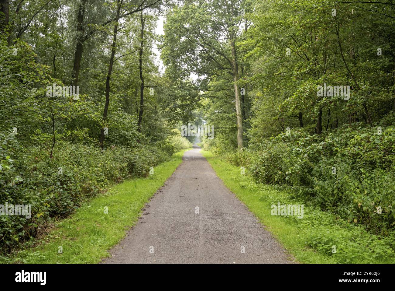 Empty woods hi-res stock photography and images - Alamy