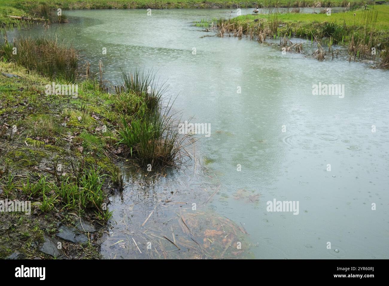 Raining in woods hi-res stock photography and images - Alamy