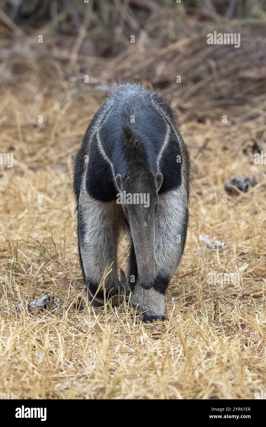 Giant anteater (Myrmecophaga tridactyla), at dusk, in front of sunrise ...