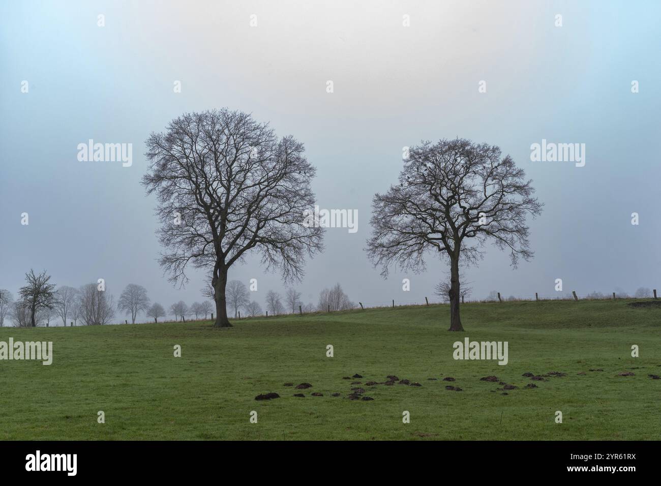 Two solitary trees in a foggy green field, creating a tranquil ...