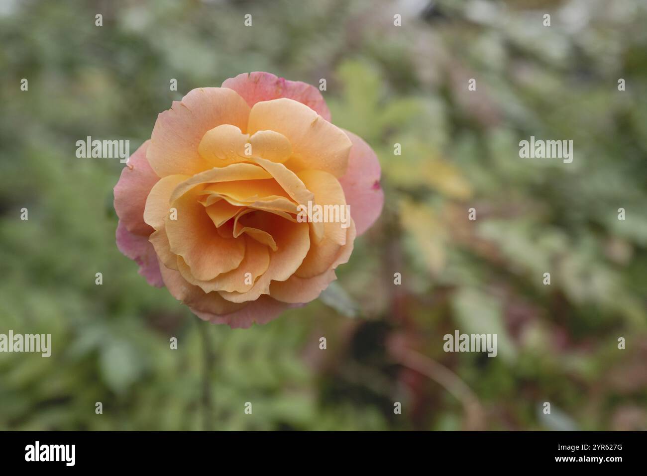 Rose flower in nature hi-res stock photography and images - Alamy