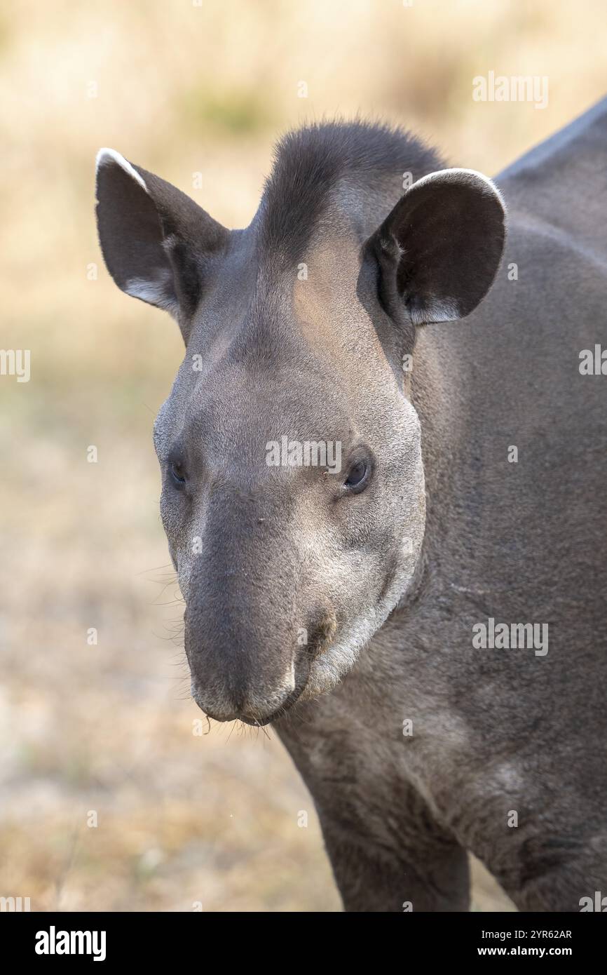 Lowland tapir (Tapirus terrestris), eye contact, animal portrait ...