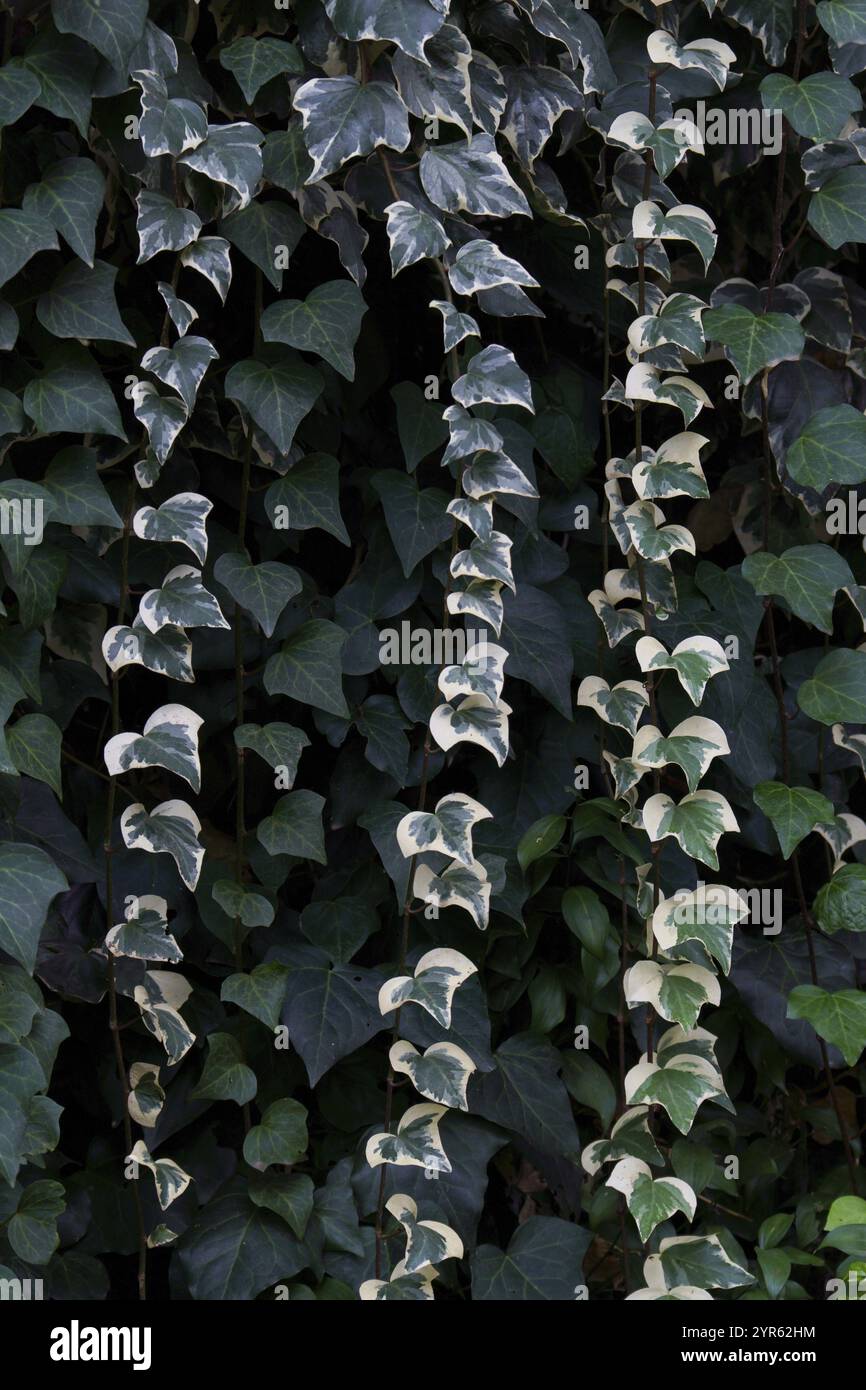 Beautiful climbing ivy, Hedera helix minima alba, hanging on a wall ...