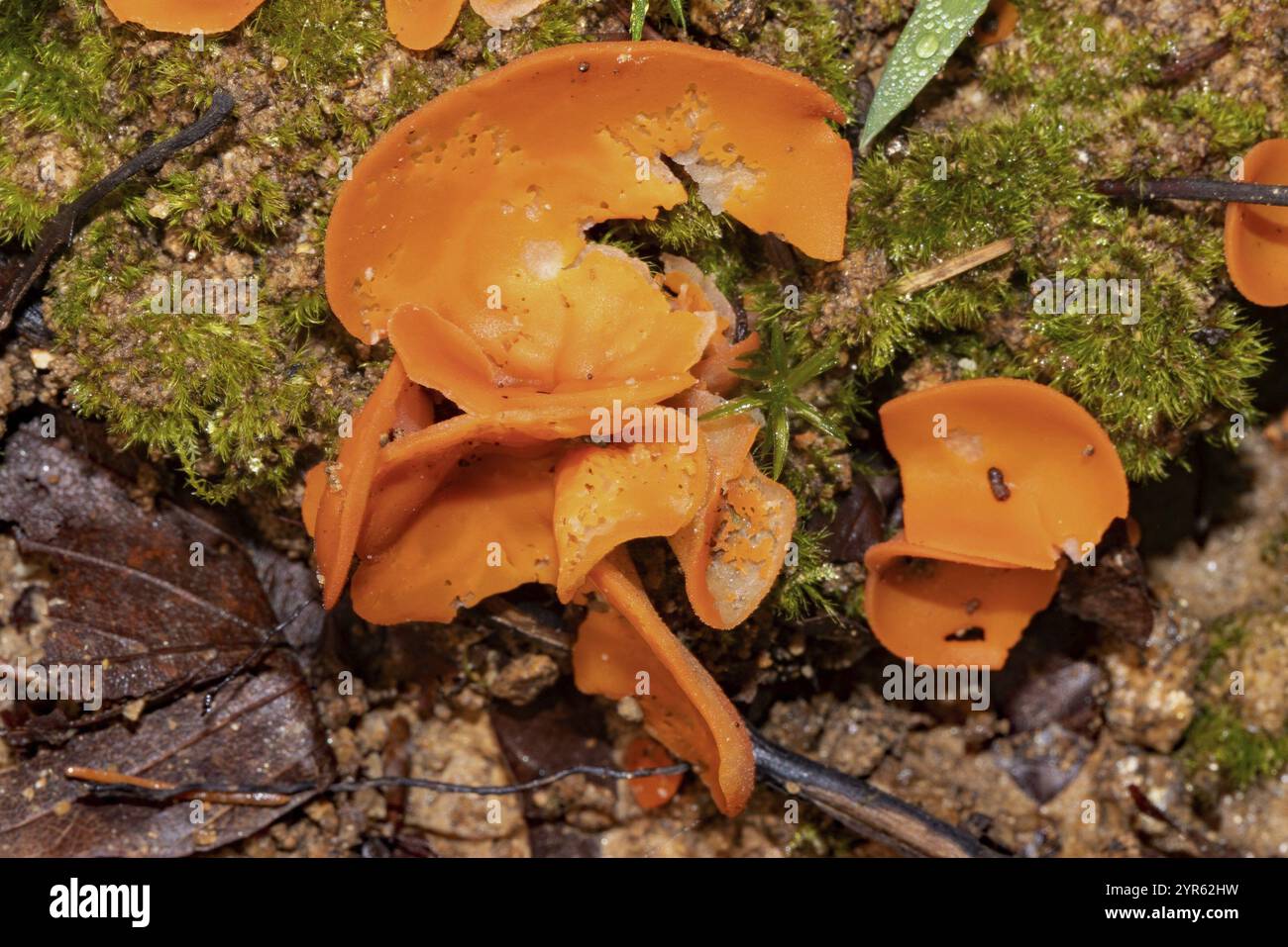 Orange cup fungus some orange bowl-shaped fruiting bodies on tree trunk ...