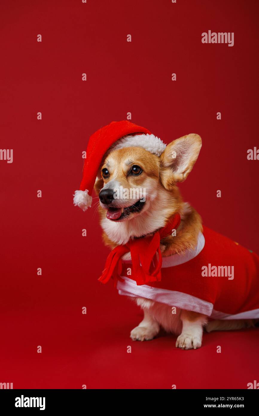 Welsh Corgi Pembroke dog in Santa hat and festive outfit, spreading ...
