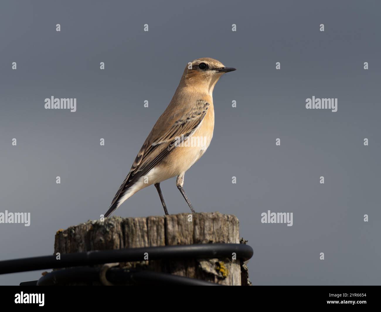 Female northern wheatear on the Gwent levels in Wales UK [ Oenanthe ...