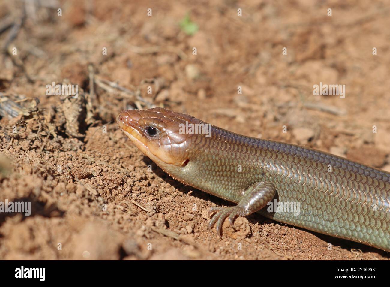 Closeup of the head of a male Western Red-tailed Gilbert's Skink in ...