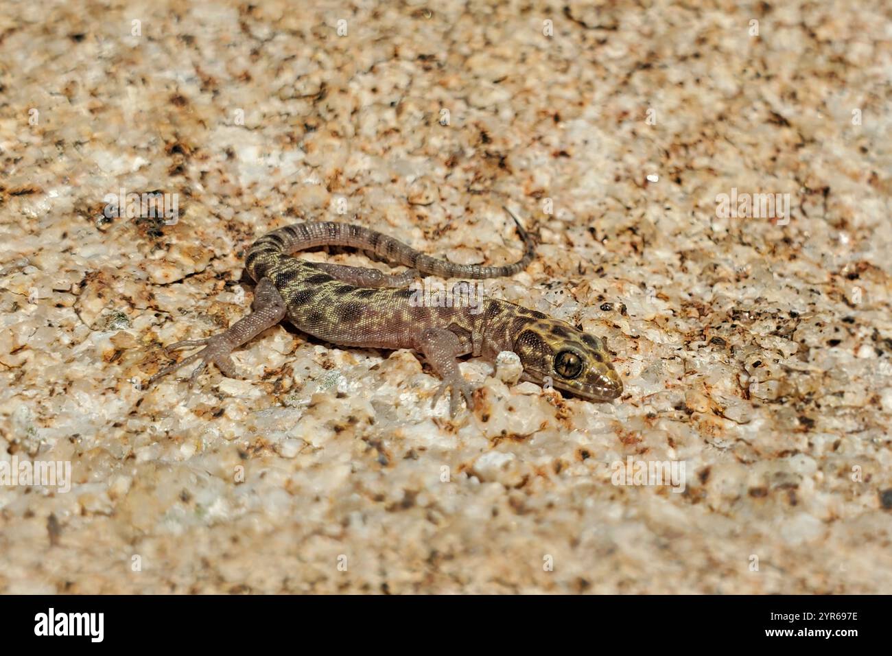 Tiny Granite Night Lizard (Xantusia henshawi) on Granite Boulder in ...