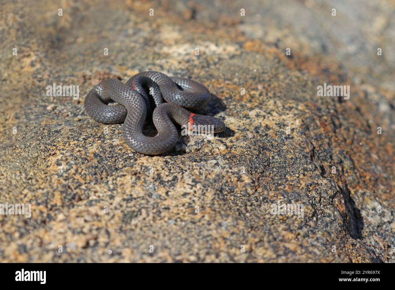 Tiny Coiled Colubrid Snake, The San Diego subspecies of the Ringnecked ...
