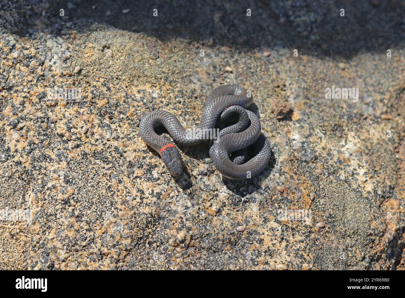 Small harmless snake, The Ring-necked Snake, Diadophis punctatus in San ...