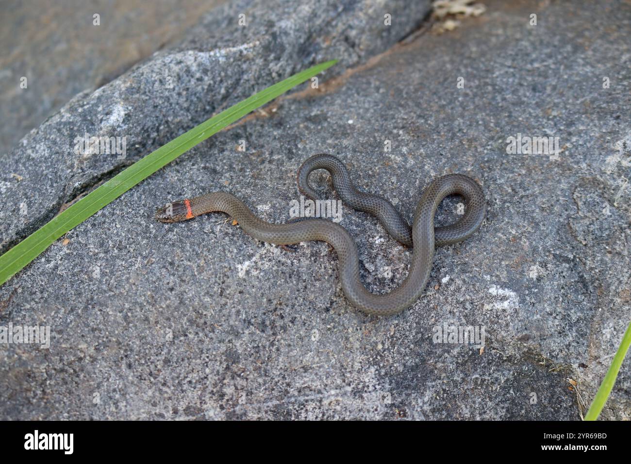 Tiny Ringneck Snake, San Diego Ring-necked Snake, Diadophis punctatus ...
