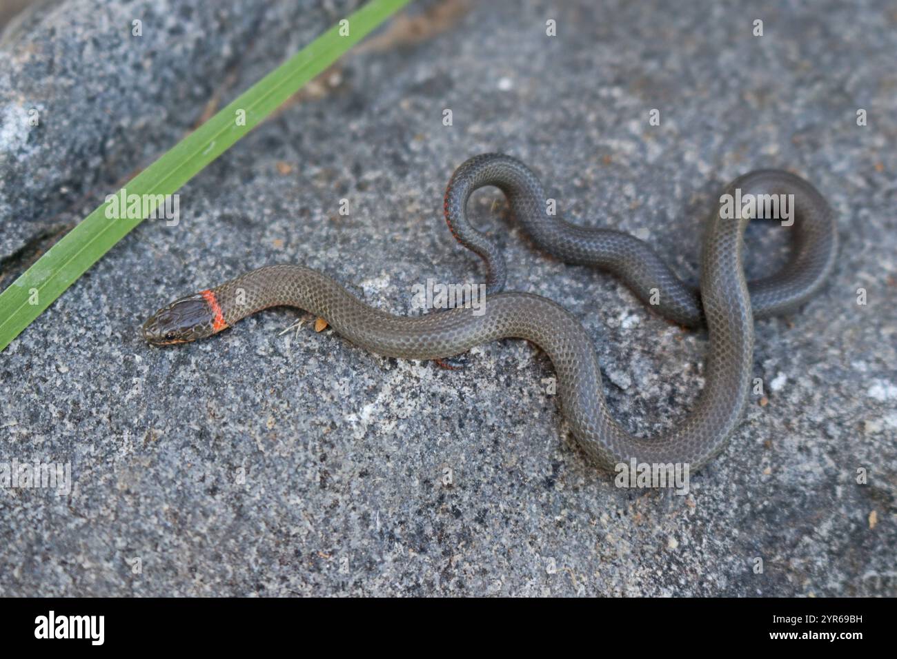 Tiny Nonvenomous snake, Ring-necked Snake, Subspecies San Diego ...