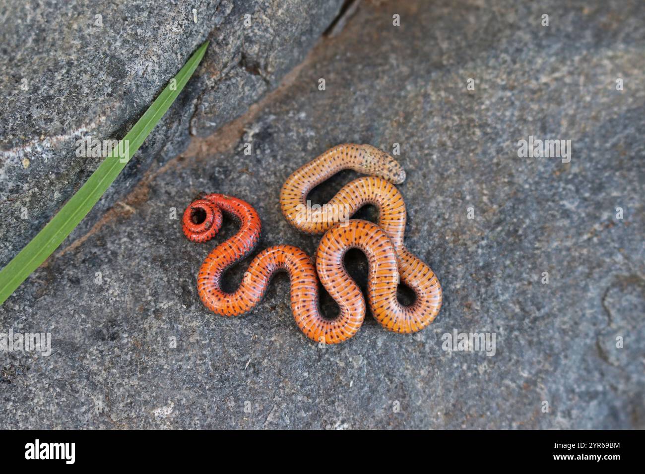 Underbelly, underside, ventral, San Diego Ring-necked Snake, Diadophis ...