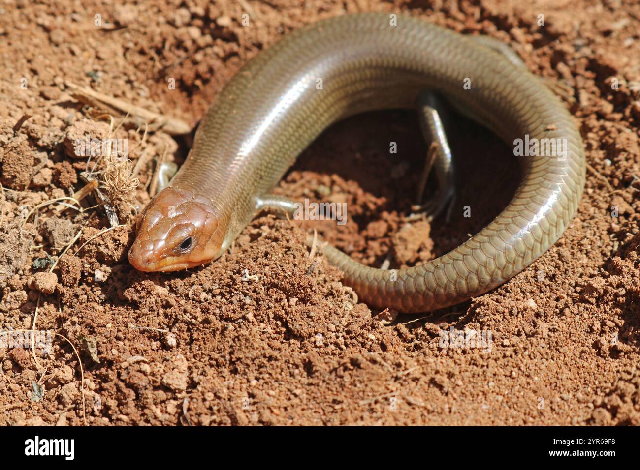 Western Red-tailed Gilbert's Skink, Plestiodon gilberti rubricaudatus ...