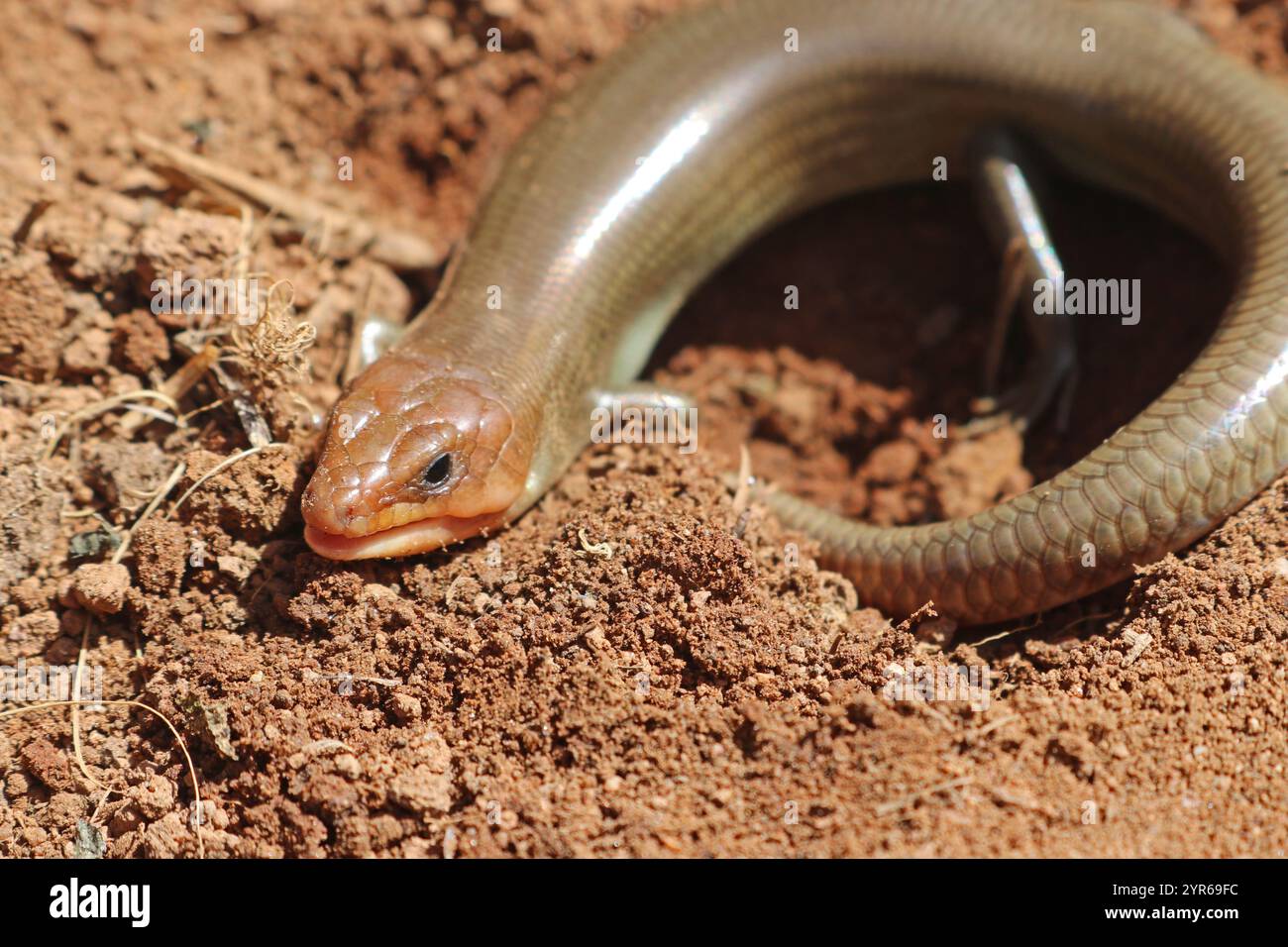 Gilbert's Skink (Plestiodon gilberti rubricaudatus) with mouth open ...