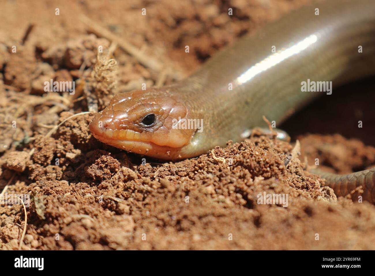 Close Up of a male Gilbert's Skink Lizard, subspecies Western Red ...