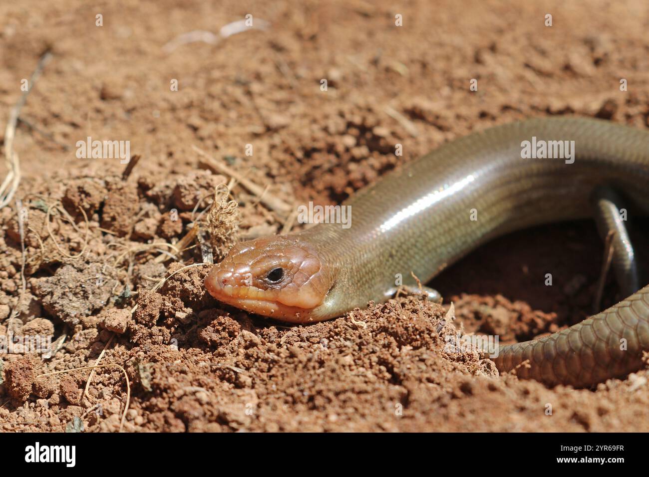 Cycloid scale hi-res stock photography and images - Alamy