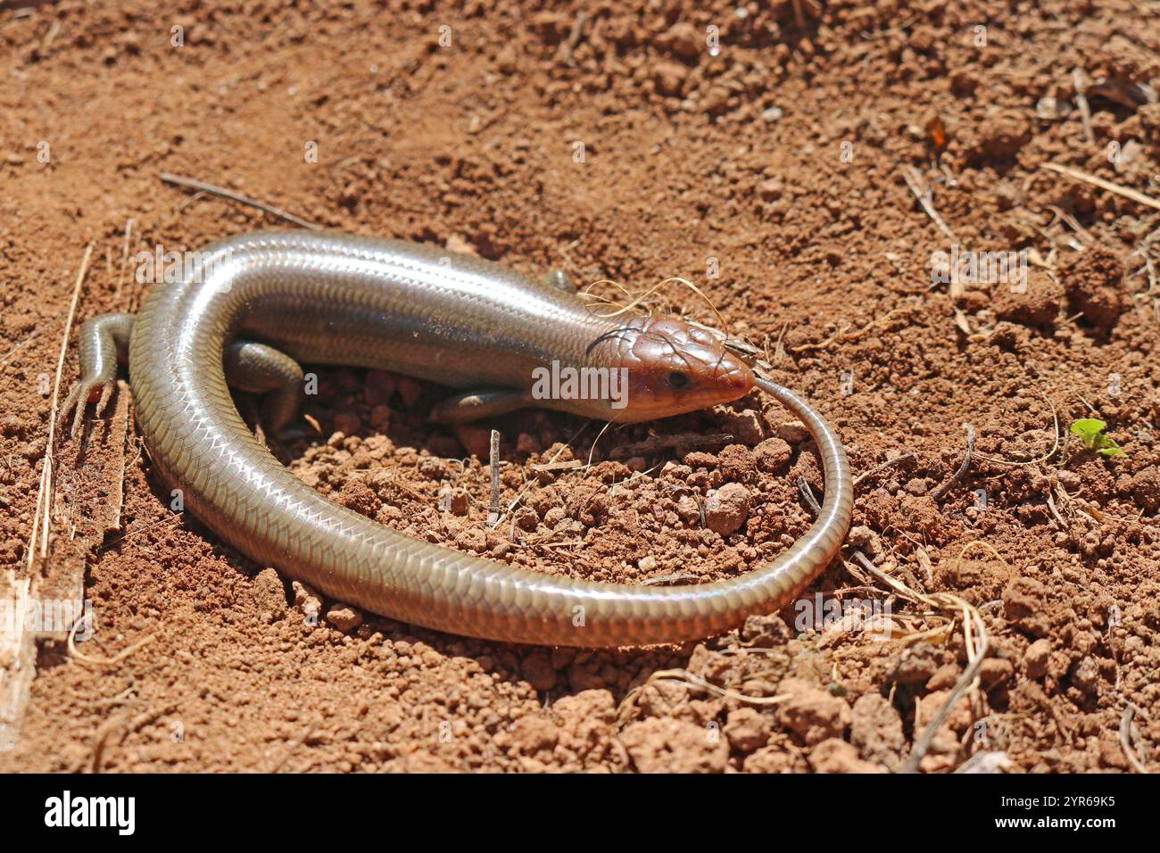 Shiny, smooth, lizard, Gilbert's Skink, Western Red-tailed Skink ...
