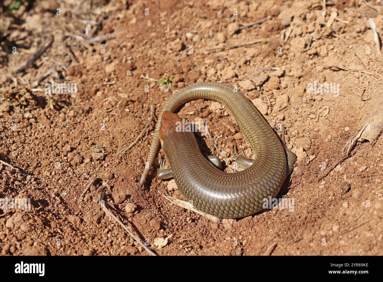 The Western Red-tailed Skink subspecies of the Gilbert's Skink ...