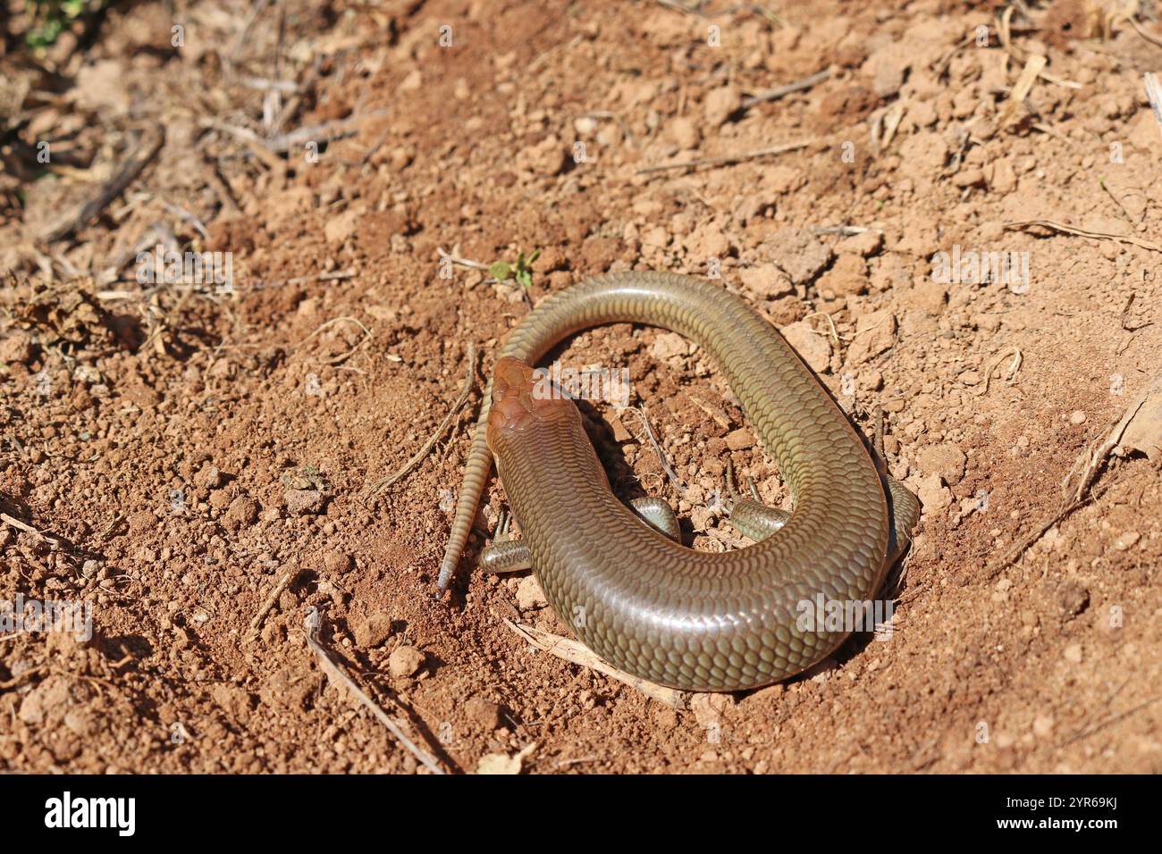 Cycloid scale hi-res stock photography and images - Alamy