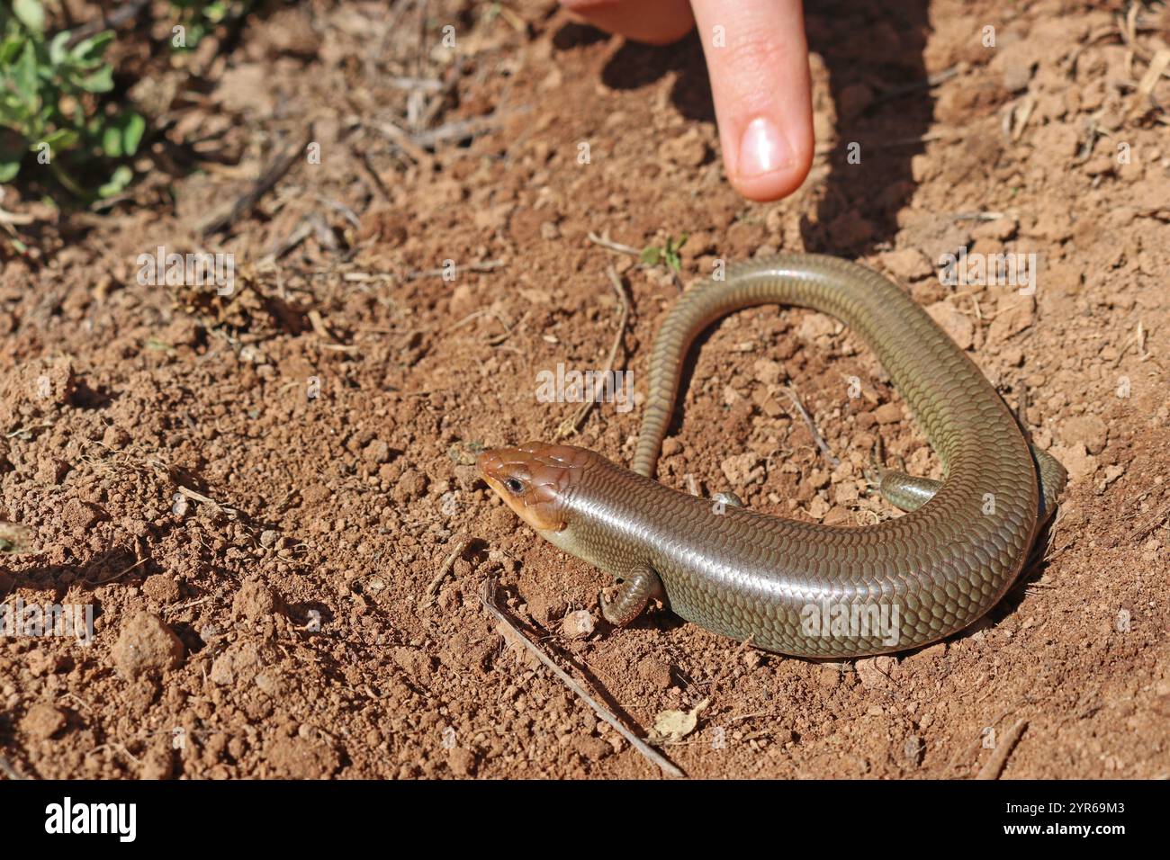 Gilbert's Skink Lizard, Plestiodon gilberti rubricaudatus, Touching ...