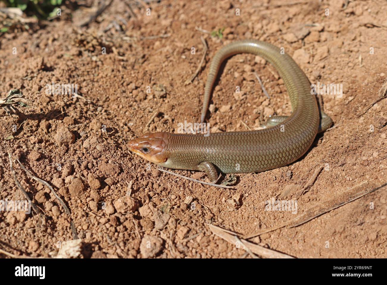 Western Red Tailed Skink, Gilbert Skink lizard in California, US Stock ...
