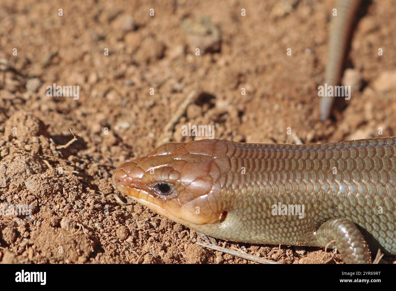 Close Up Male Western Red-tailed Skink, Gilbert's Skink, Plestiodon ...