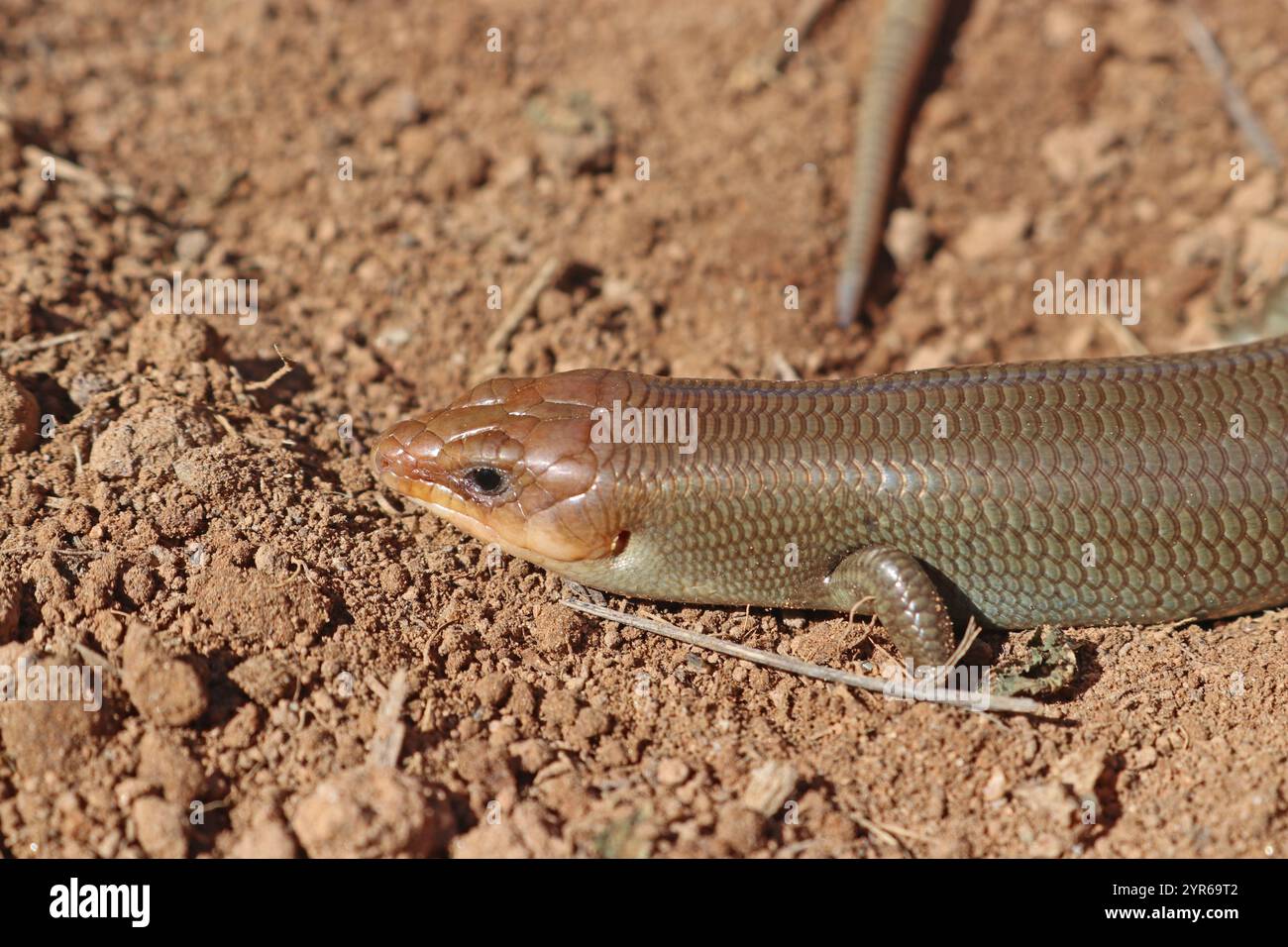 Male Western Red-tailed Skink, Gilbert's Skink, Plestiodon gilberti ...