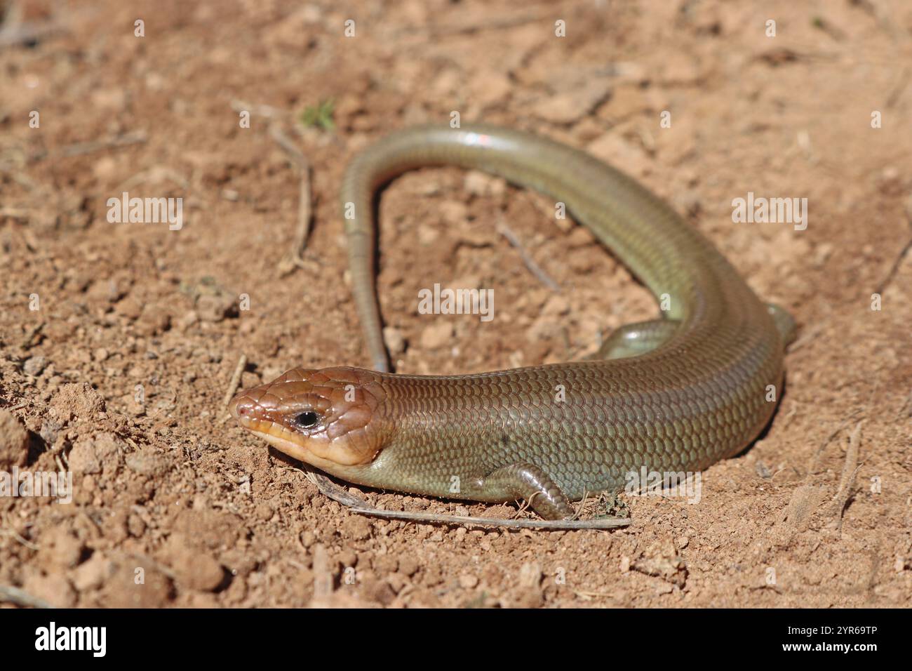 Gilbert's Skink Lizard, subspecies Western Red-tailed Skink, Plestiodon ...