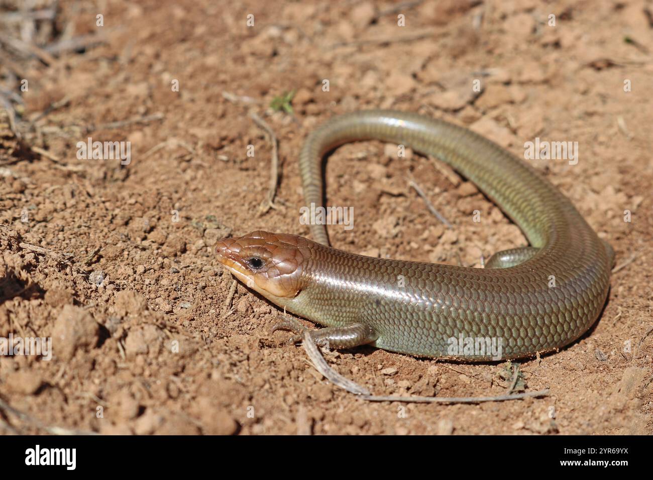 Male Western Red-tailed Gilnbert's Skink (Plestiodon gilberti ...