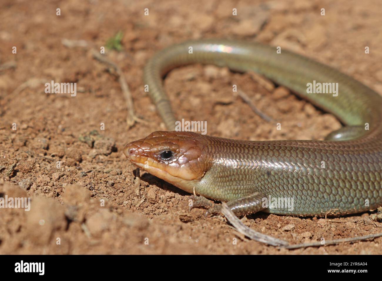 Cycloid scale hi-res stock photography and images - Alamy